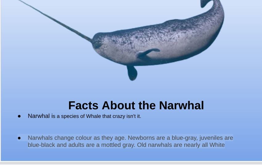 Facts About the Narwhal – Taisyn @ Hornby High